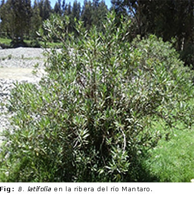 Cribado fitoquímico del Baccharis latifolia (R&P.) Pers. (chilca ...